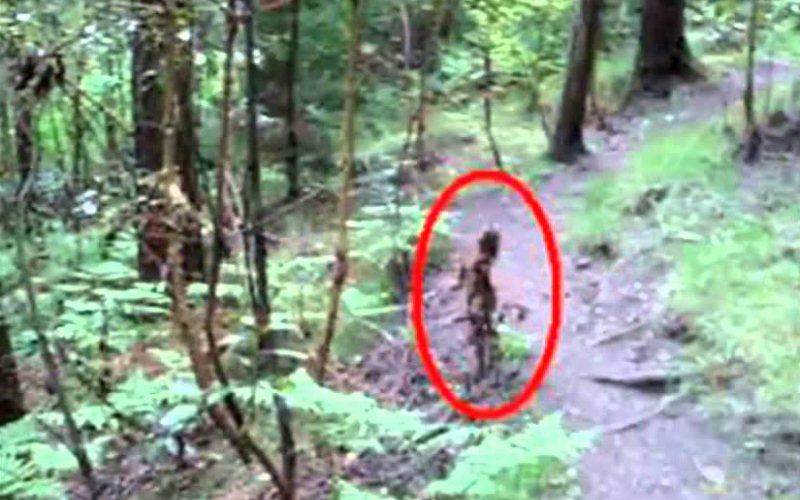 7 Paranormal Creatures That Will Haunt Your Dreams