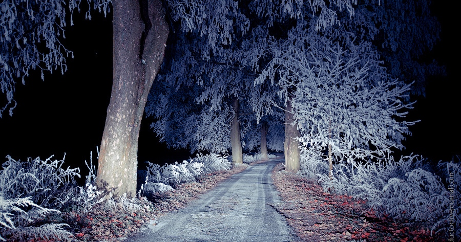 These 10 Genuinely Haunted Forests In Florida Will Terrify You