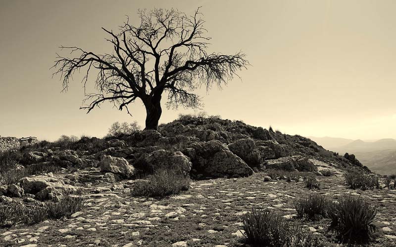 Secret Amarillo Devil Tree – The Paranormal Texan